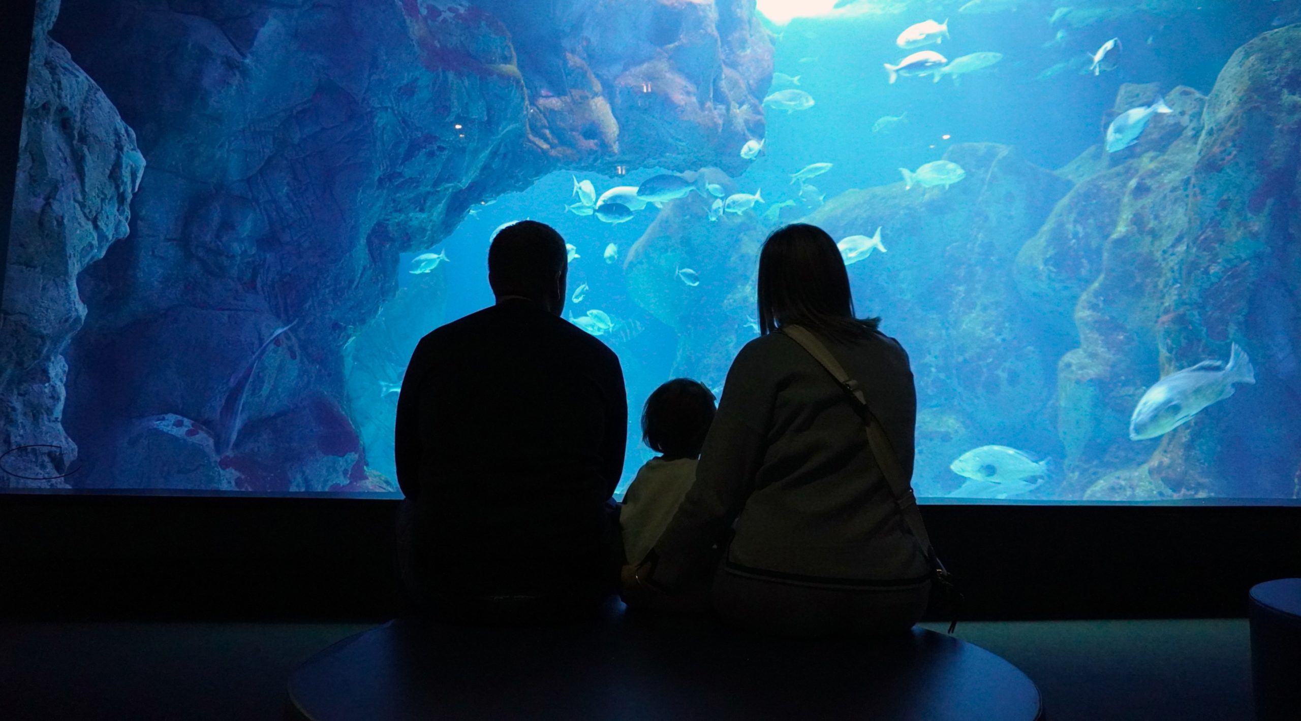 A la espera del visitante un millón: el Acuario celebra este hito ...